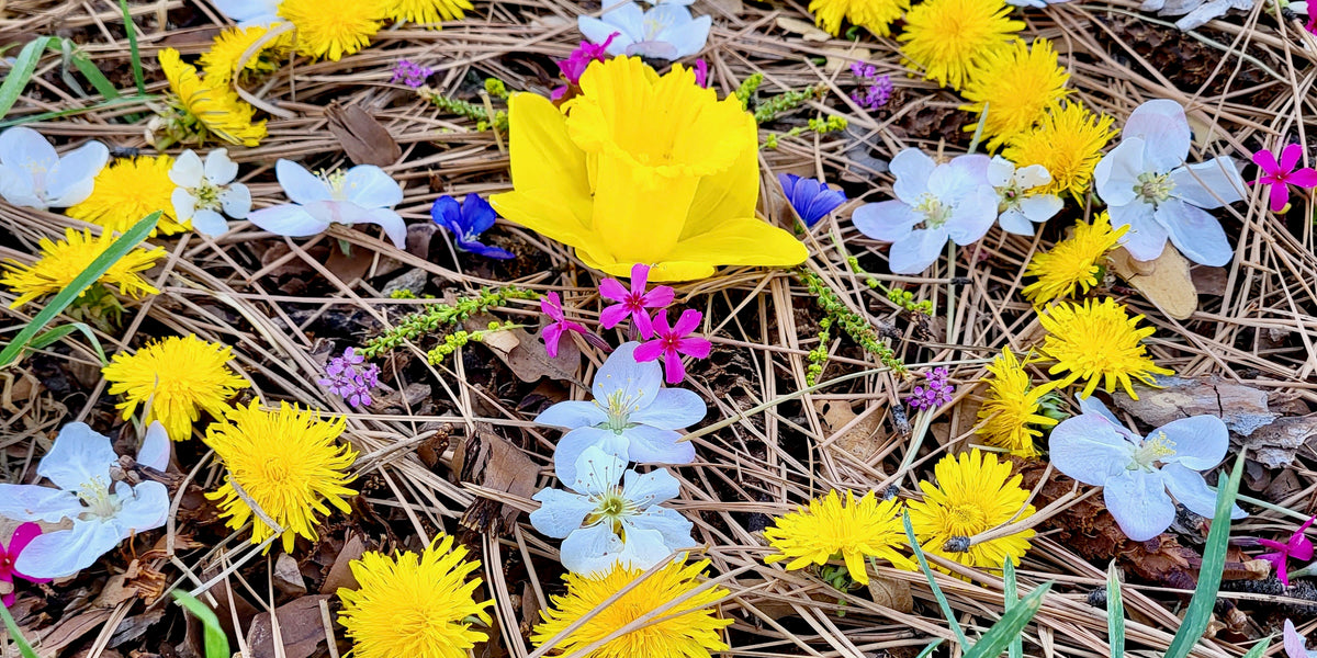 Ancestral Herbs of the British Isles – Dancing Willow Herbs