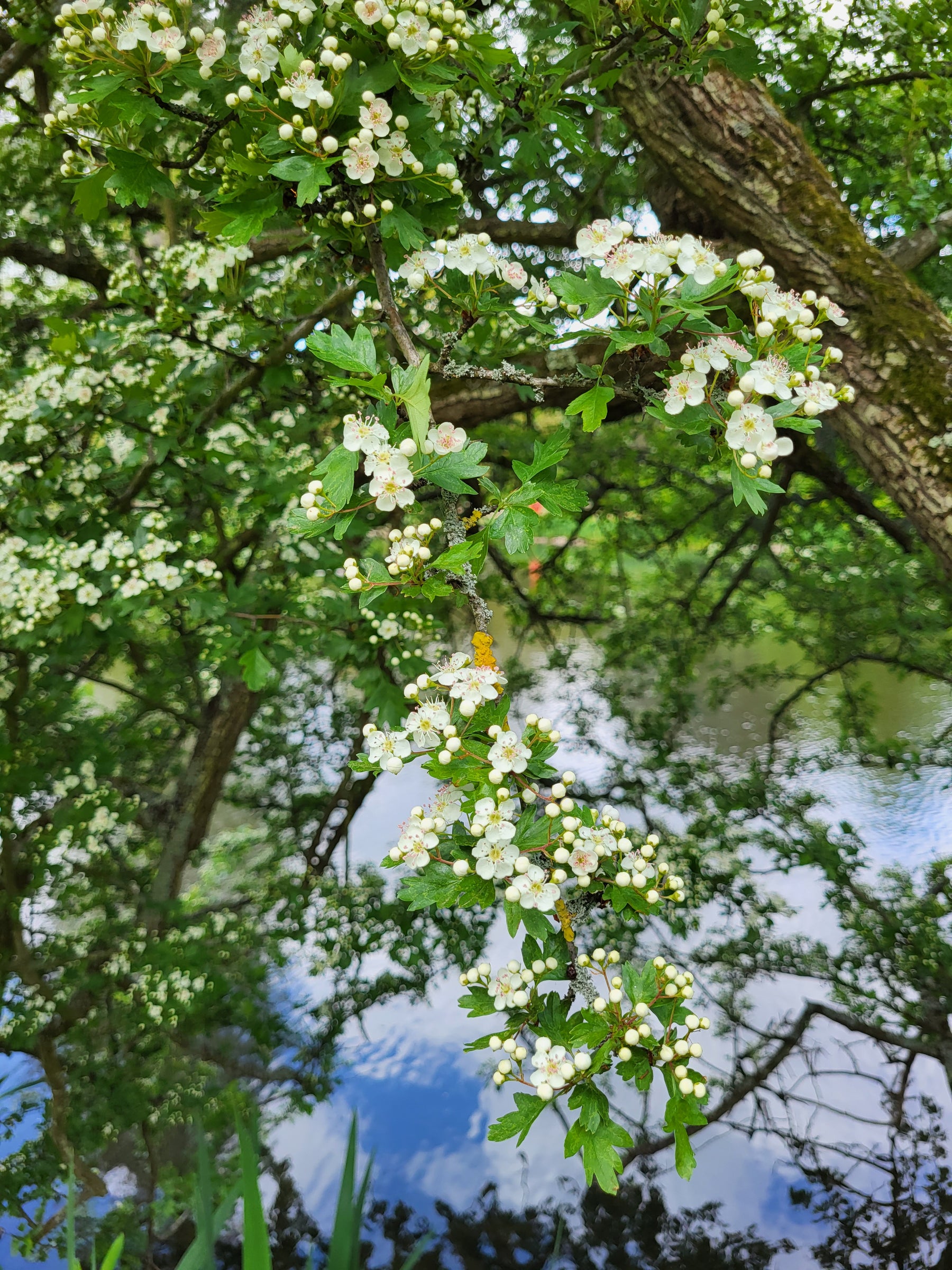 Classes – Dancing Willow Herbs