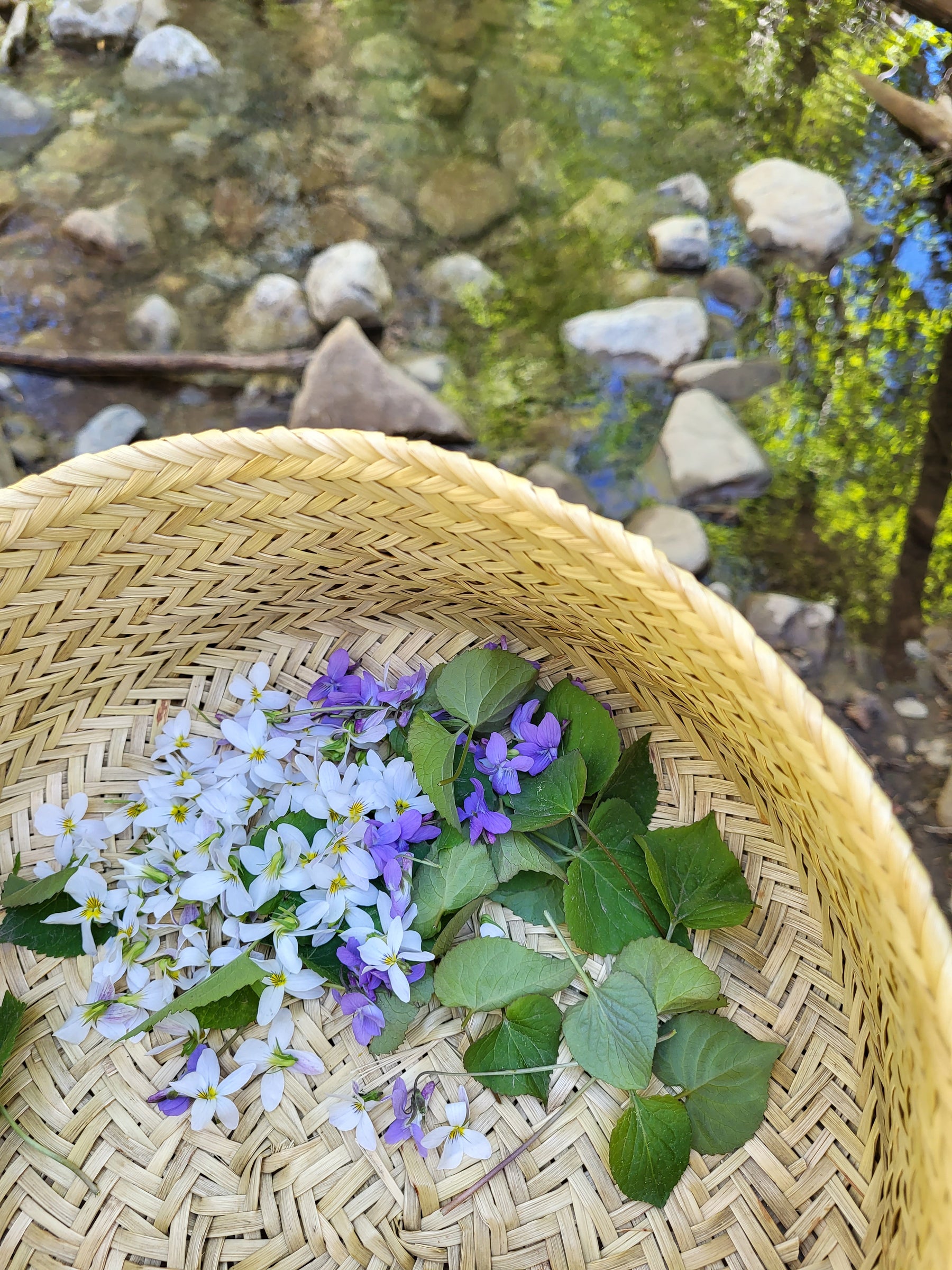 Classes – Dancing Willow Herbs